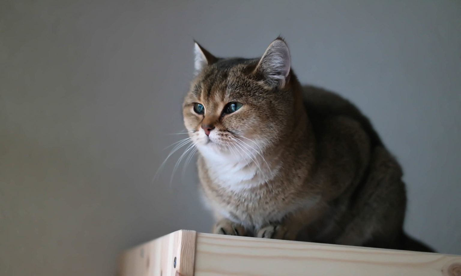 Bethel – Brits Korthaar cattery